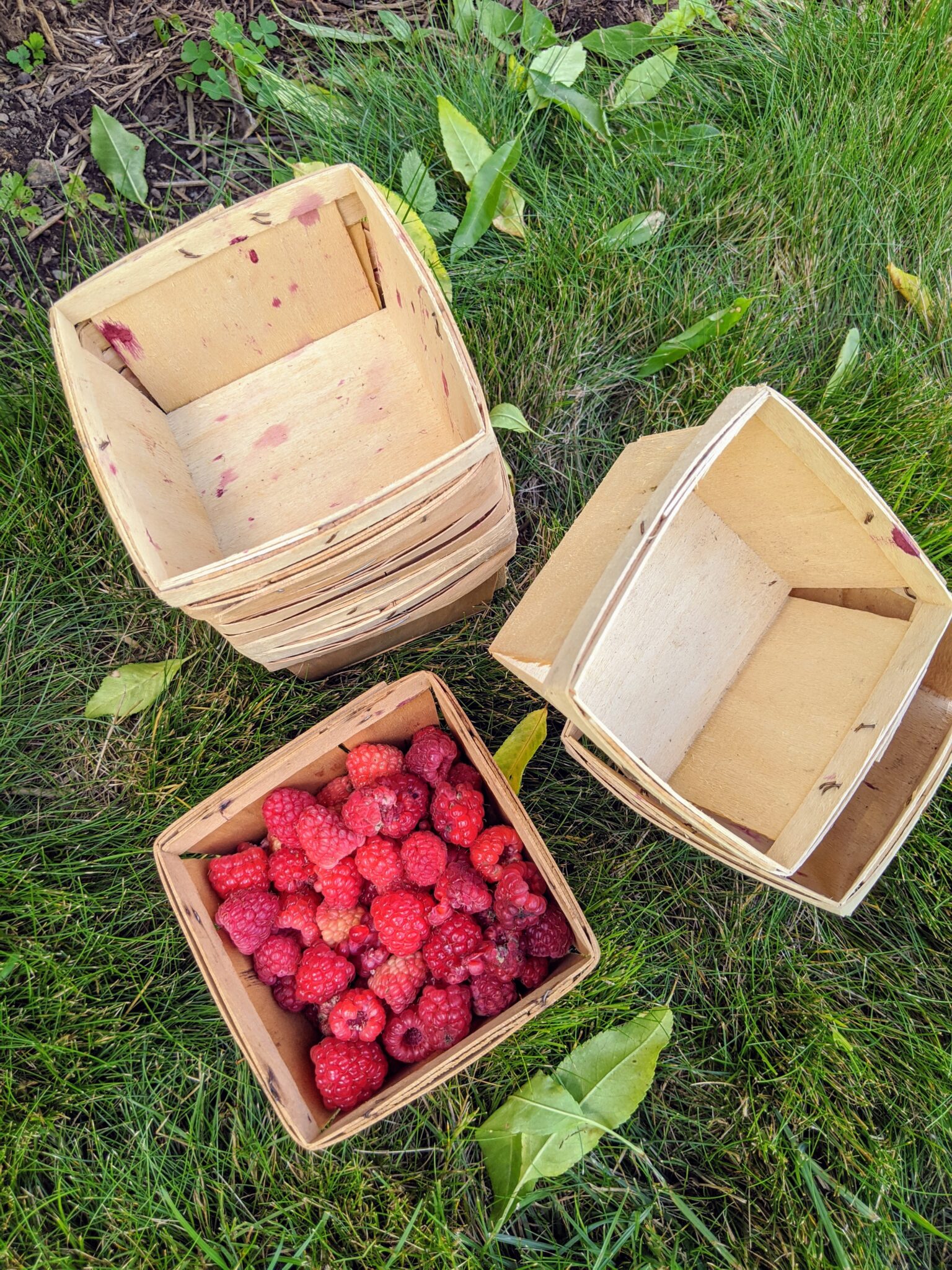 Picking Sweet Raspberries at the Farm - The Martha Stewart Blog