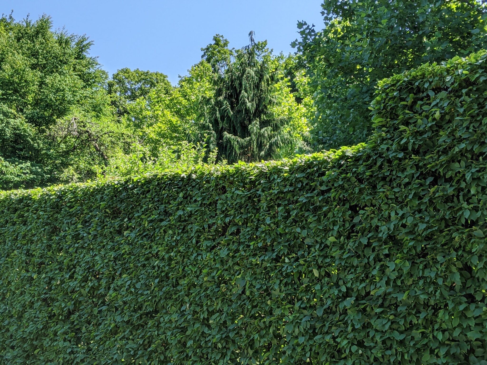 Pruning My Hornbeam Hedges - The Martha Stewart Blog
