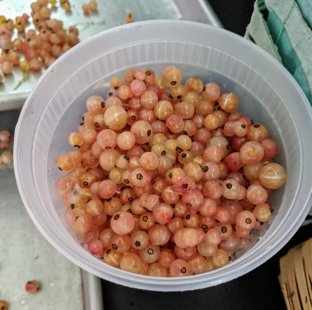 Picking the Currants - The Martha Stewart Blog