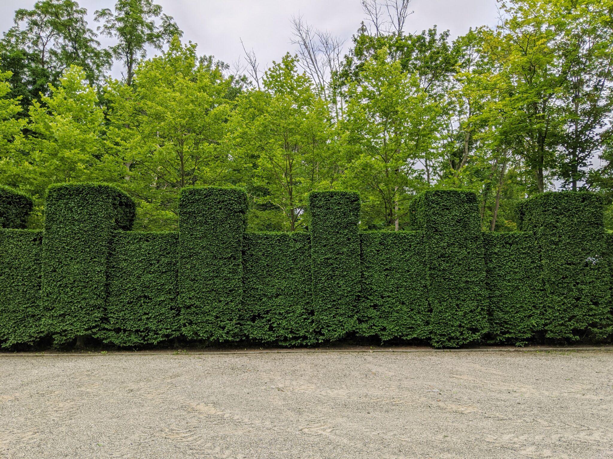 Pruning My Hornbeam Hedges - The Martha Stewart Blog