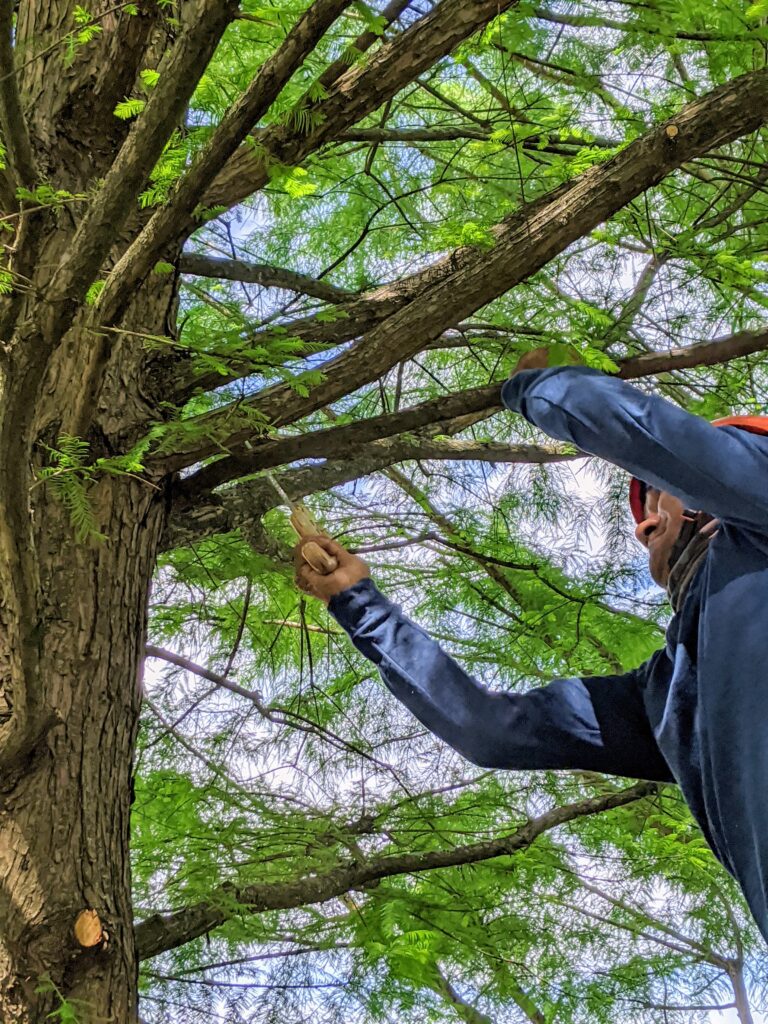 Pruning the Bald Cypress - The Martha Stewart Blog