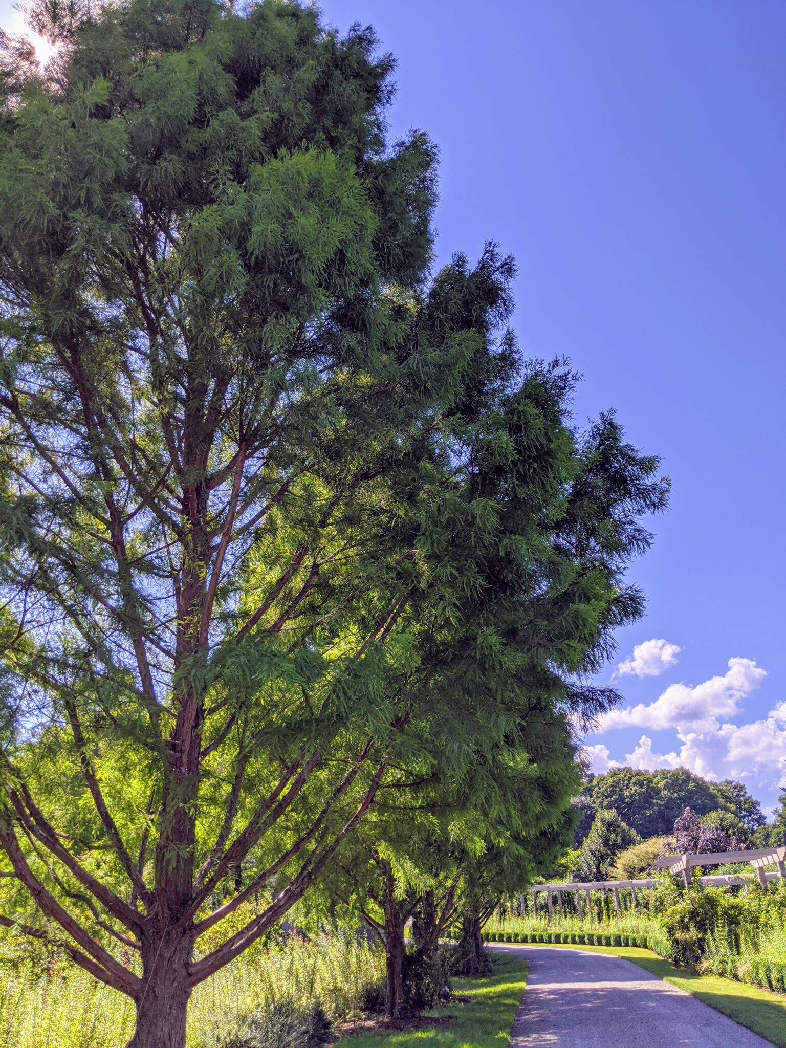 Pruning the Bald Cypress - The Martha Stewart Blog