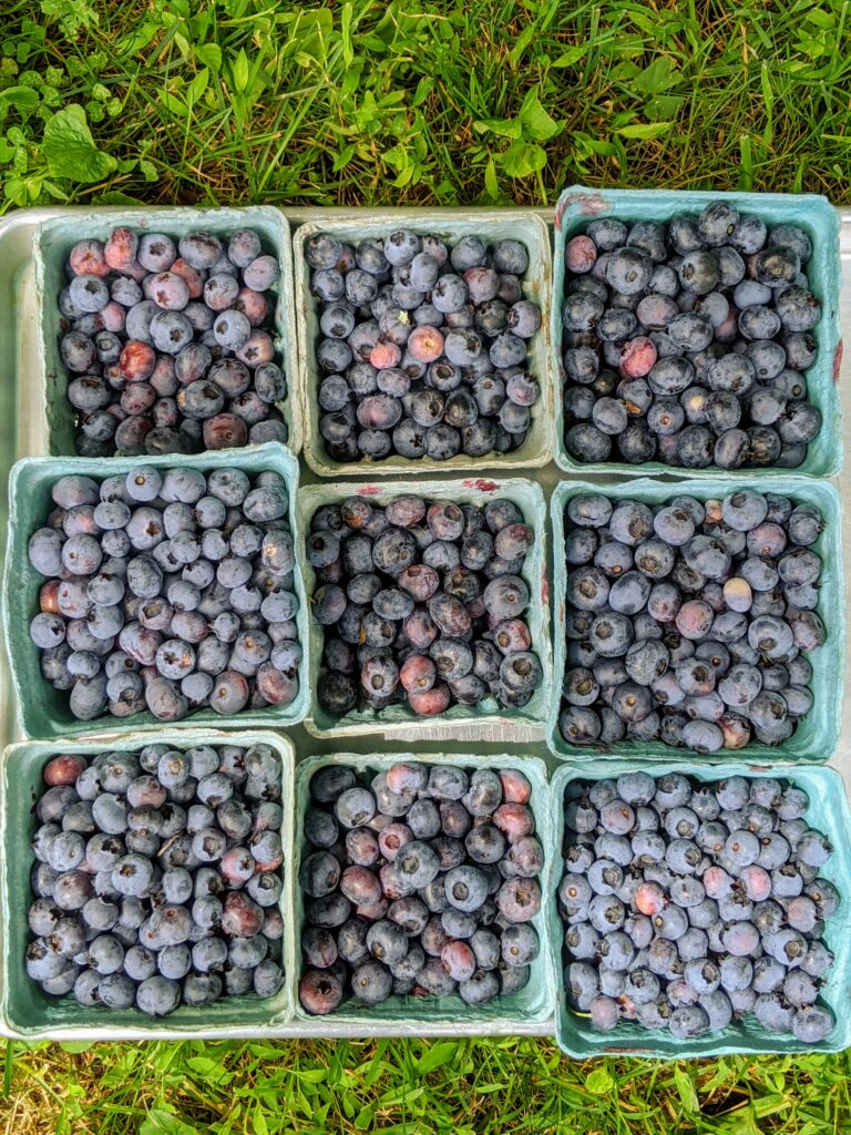The Martha Stewart Blog : Blog Archive Picking Fresh Blueberries at My ...