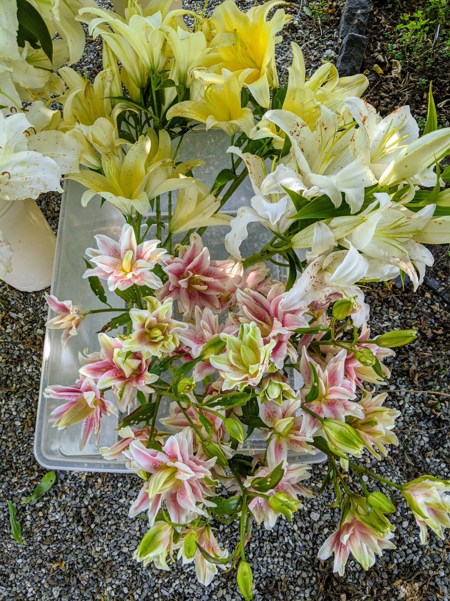 Cutting and Arranging Lilies - The Martha Stewart Blog