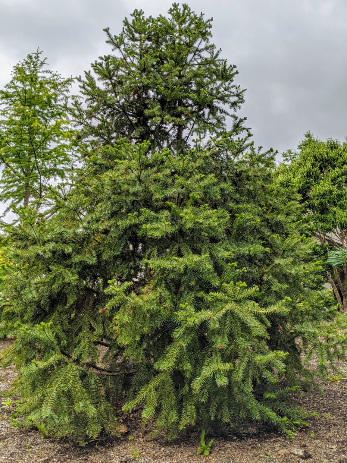 My Growing Pinetum - The Martha Stewart Blog