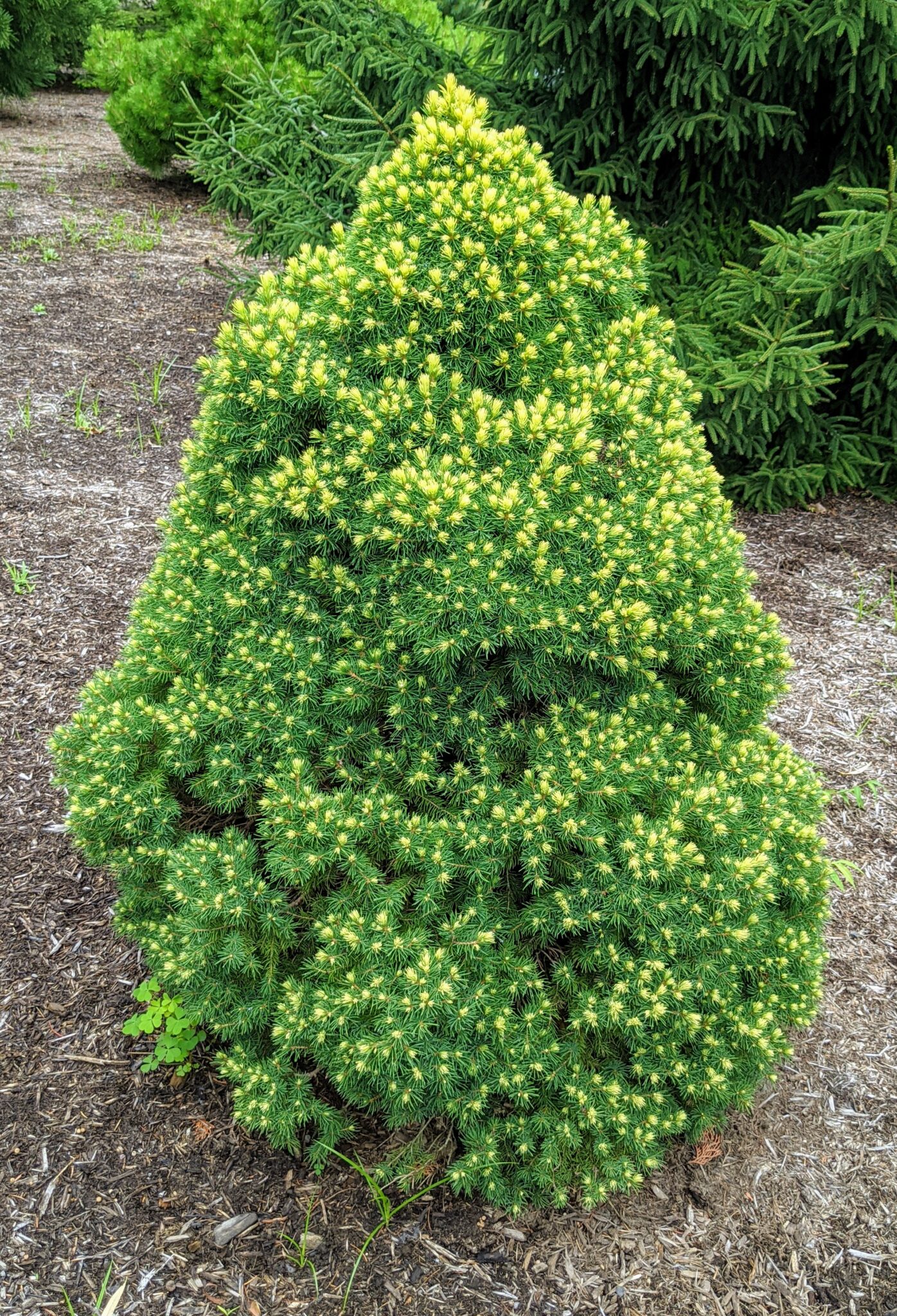 My Growing Pinetum - The Martha Stewart Blog