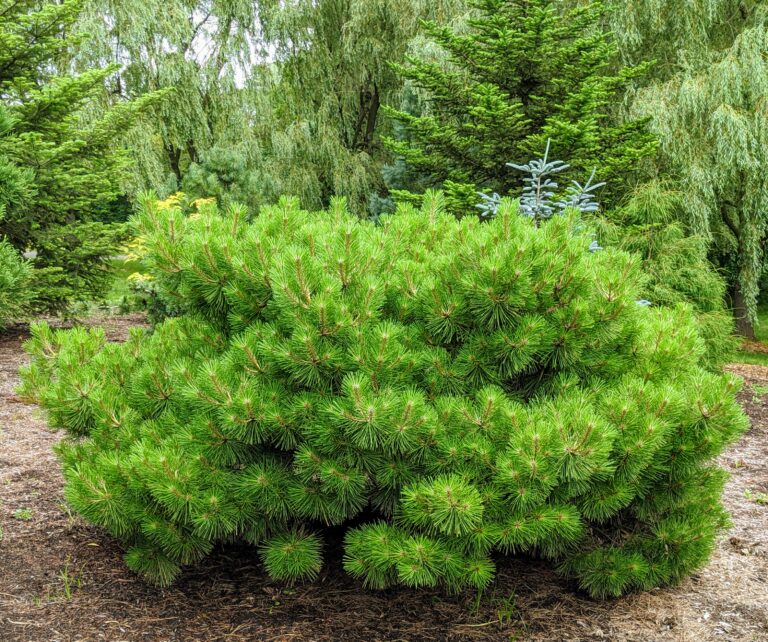 My Growing Pinetum - The Martha Stewart Blog