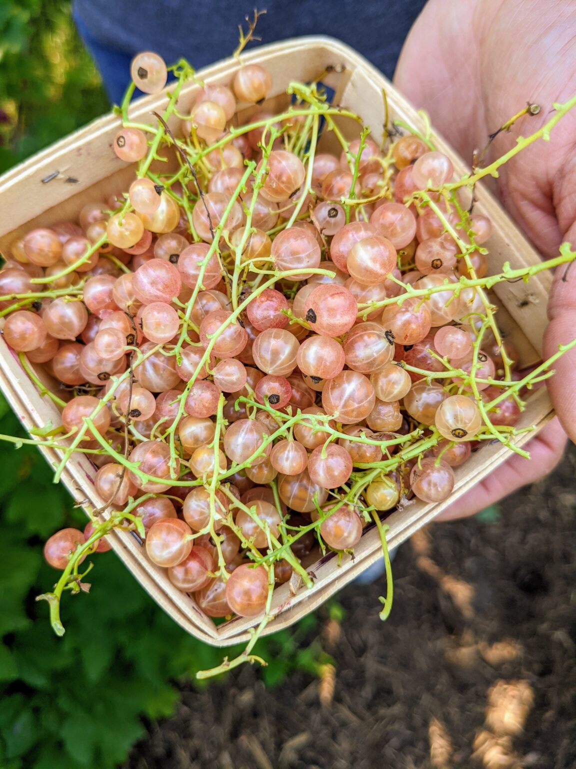 The Martha Stewart Blog : Blog Archive Picking the Currants - The ...