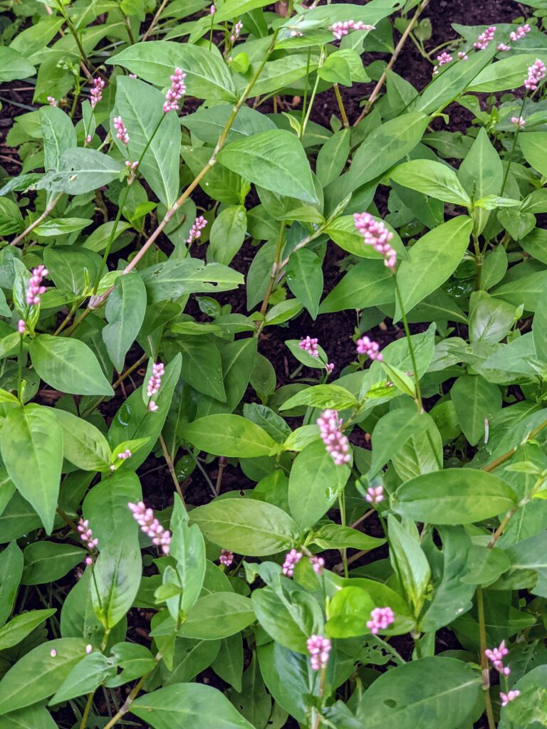 Weeding All Around the Farm - The Martha Stewart Blog