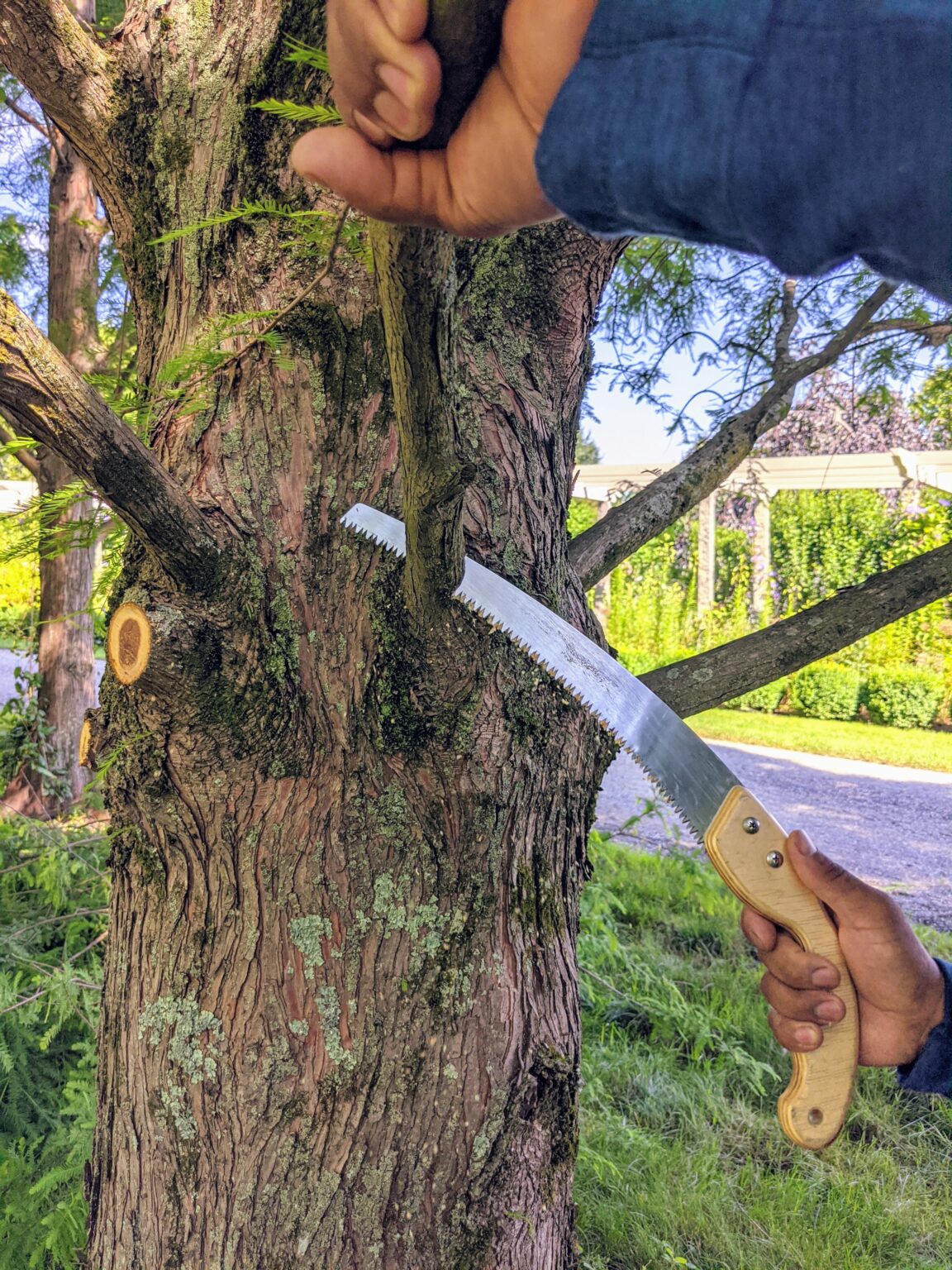 Pruning the Bald Cypress - The Martha Stewart Blog