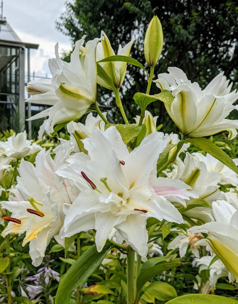 Cutting and Arranging Lilies - The Martha Stewart Blog