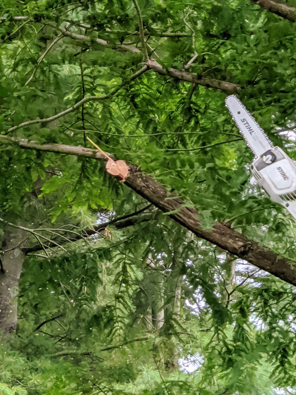 Pruning My Dawn Redwoods at the Farm - The Martha Stewart Blog
