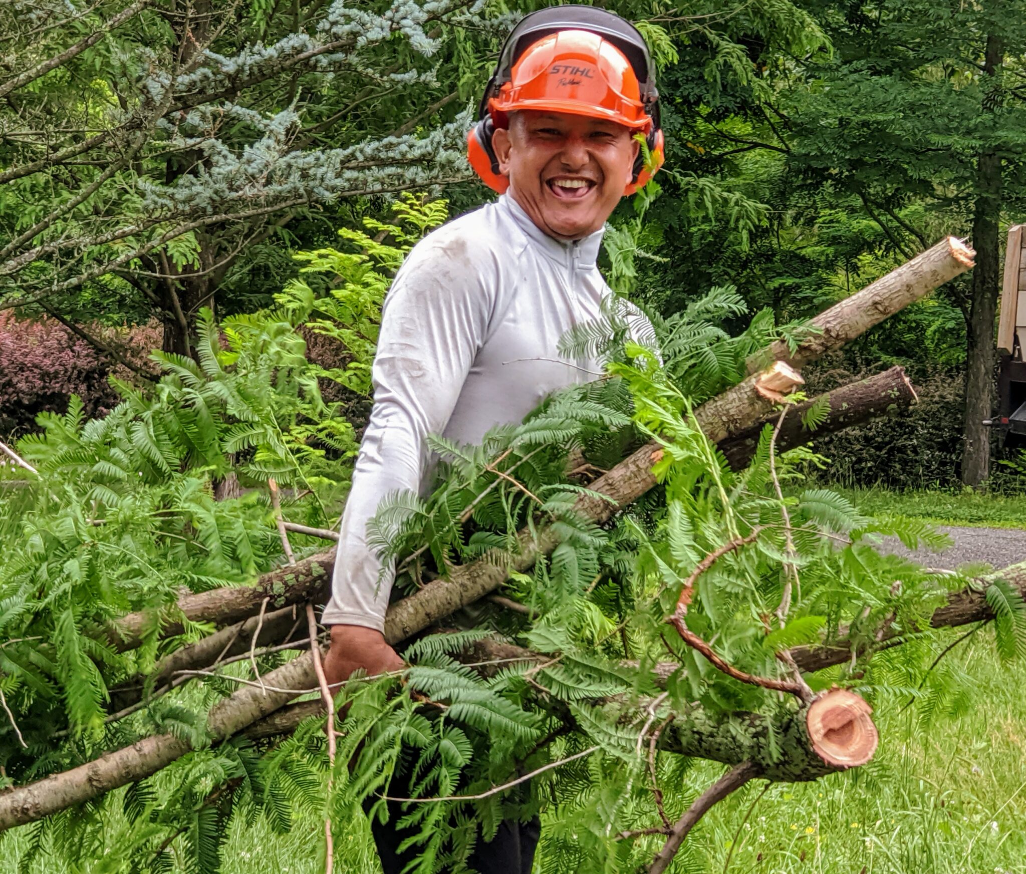 Pruning My Dawn Redwoods at the Farm - The Martha Stewart Blog