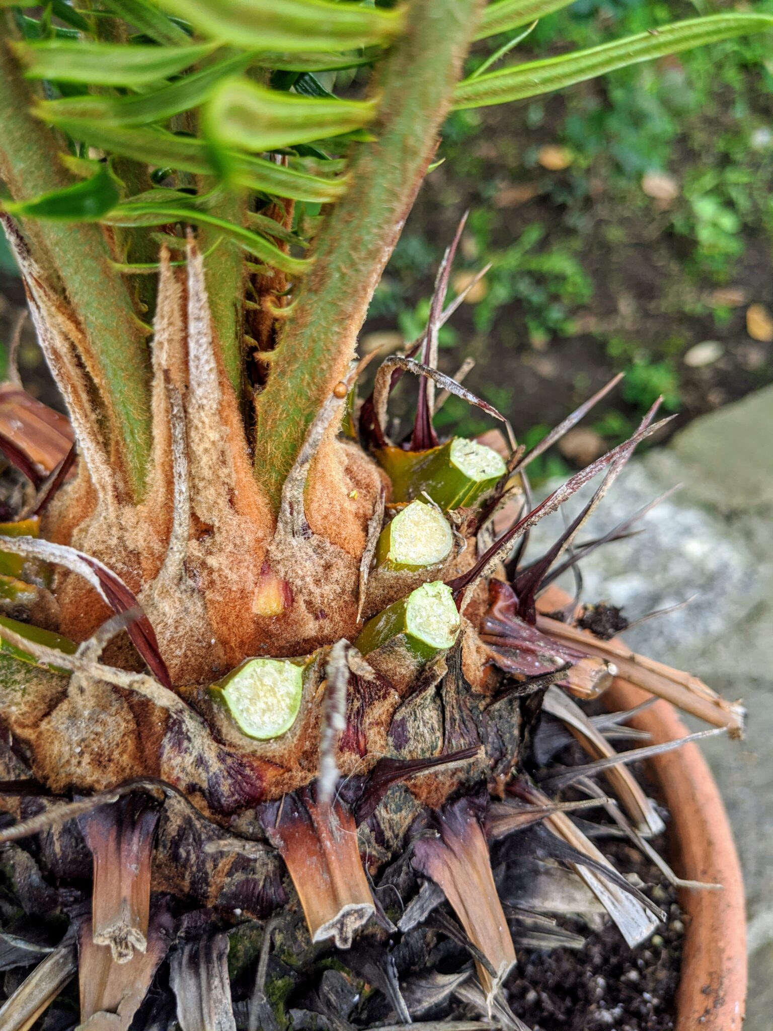 The Martha Stewart Blog : Blog Archive Repotting Sago Palms - The ...
