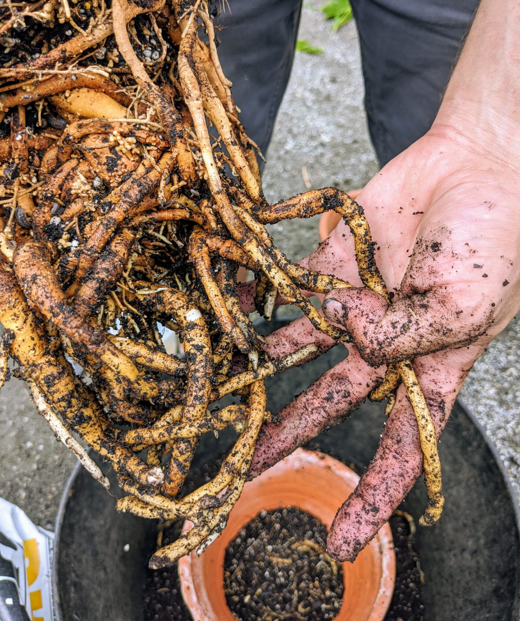 Repotting Sago Palms - The Martha Stewart Blog