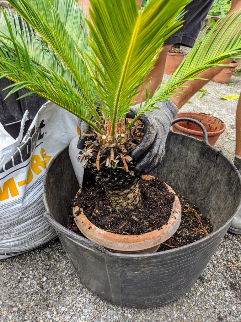 The Martha Stewart Blog : Blog Archive Repotting Sago Palms - The ...