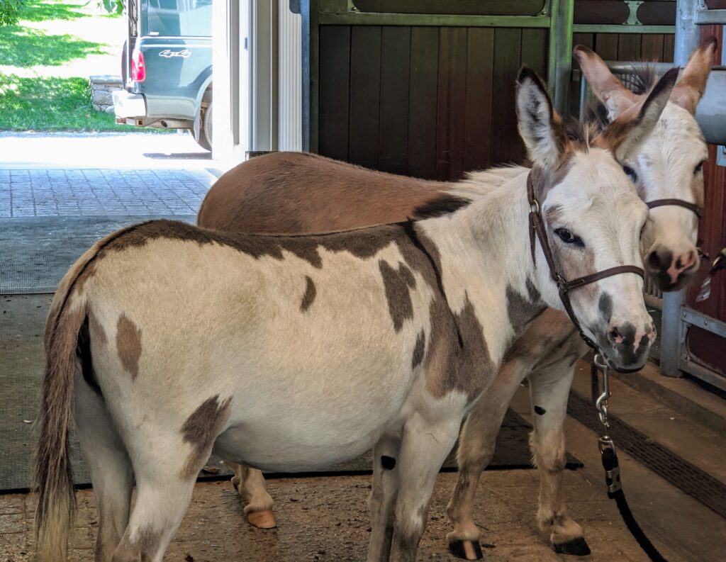 Trimming the Donkeys' Hooves - The Martha Stewart Blog