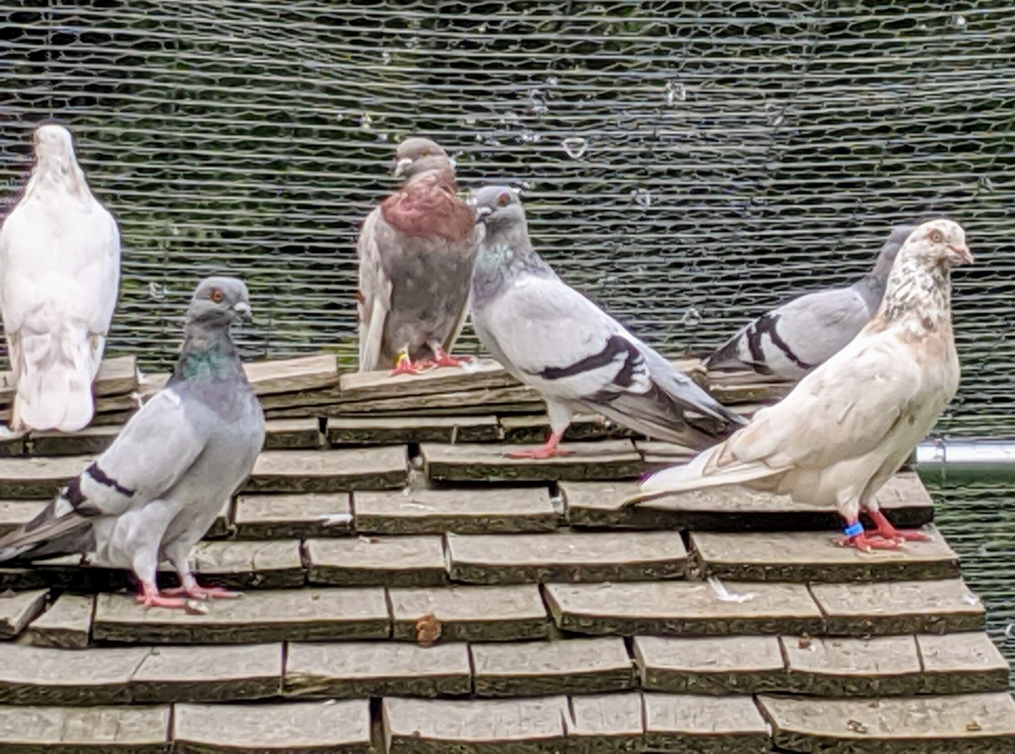My Flight of Pigeons at the Farm - The Martha Stewart Blog