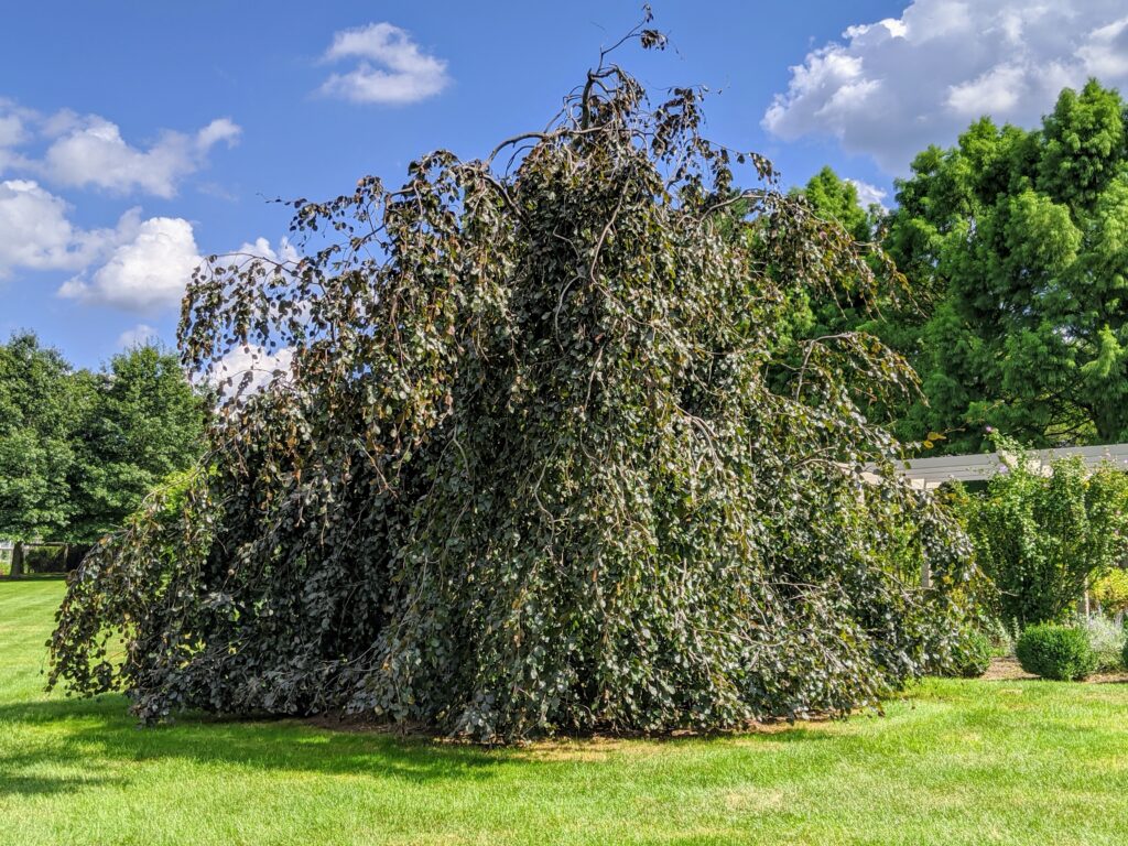 Lush Trees Around the Farm - The Martha Stewart Blog