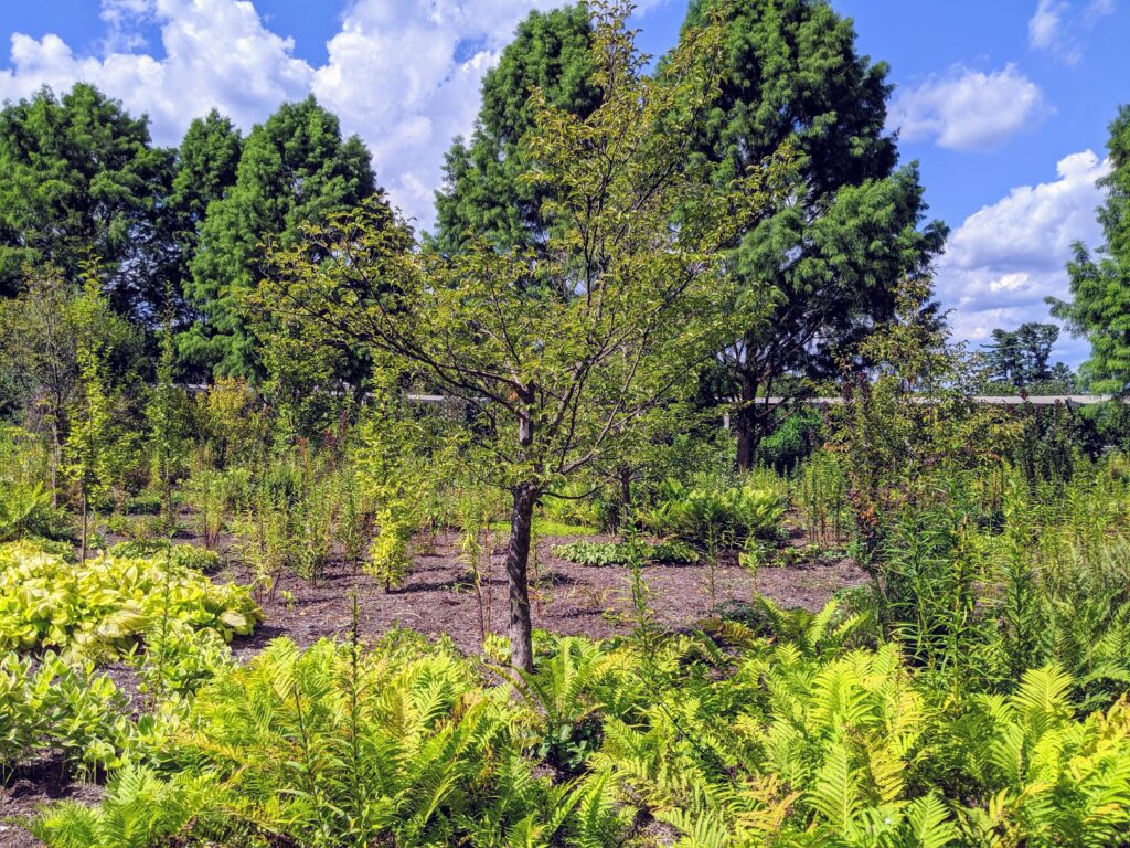 Lush Trees Around the Farm - The Martha Stewart Blog