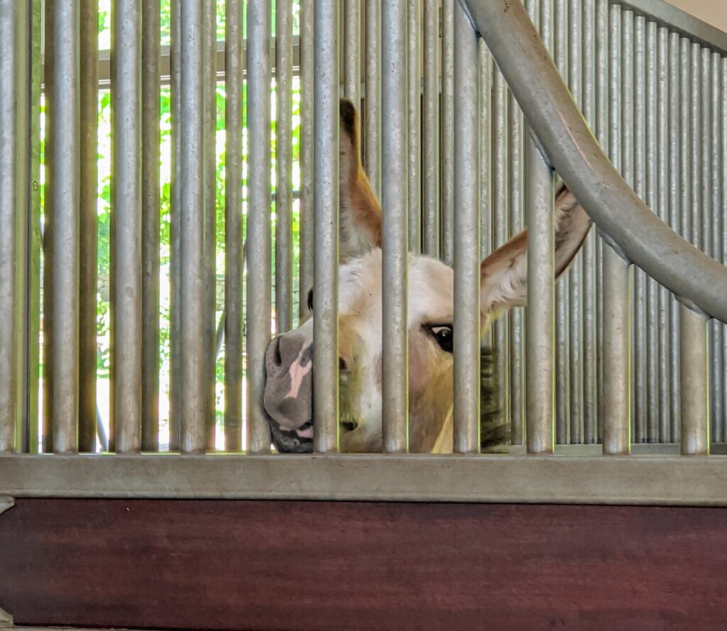 Trimming the Donkeys' Hooves - The Martha Stewart Blog