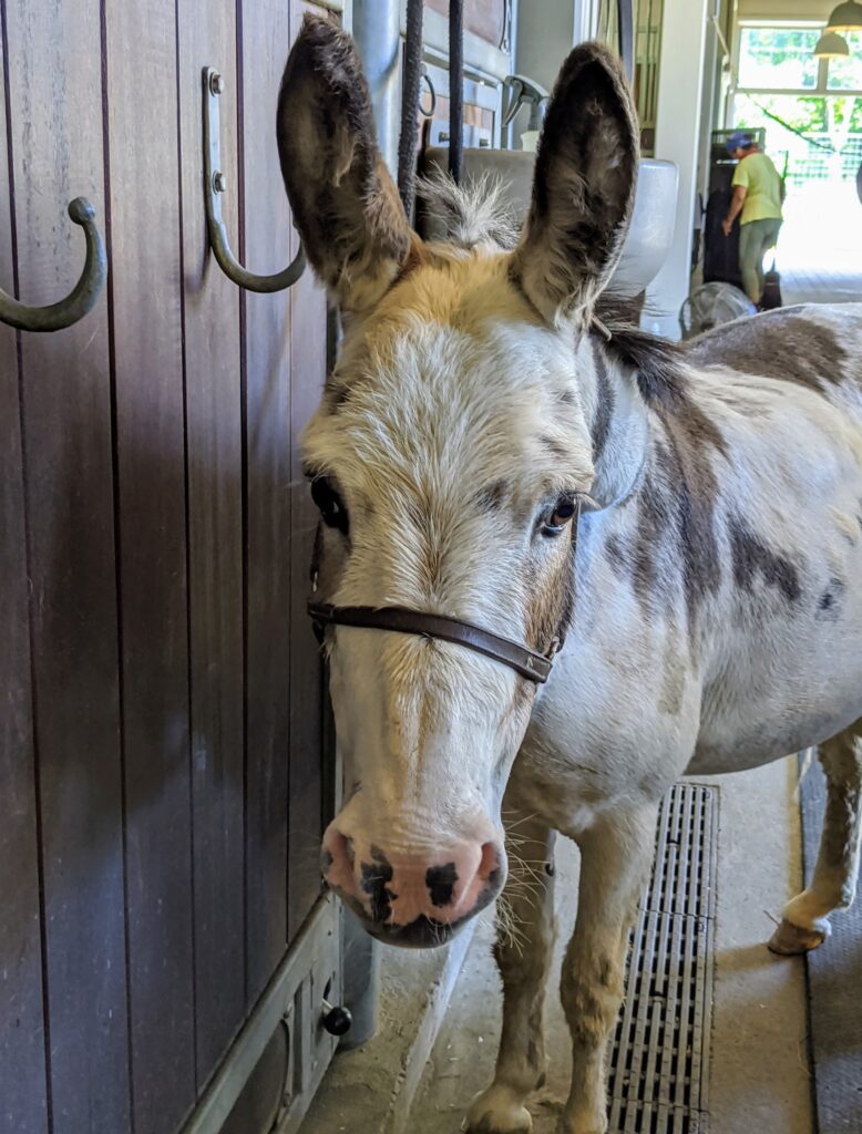 Trimming the Donkeys' Hooves - The Martha Stewart Blog