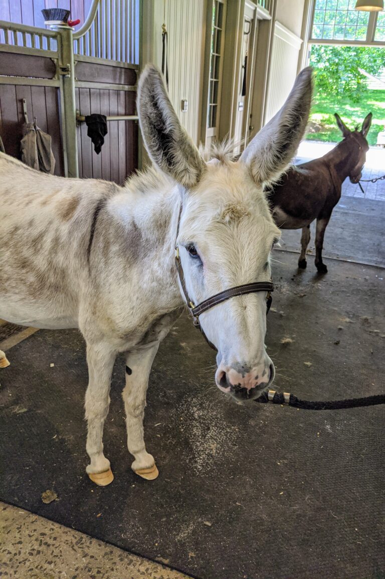 Trimming the Donkeys' Hooves - The Martha Stewart Blog