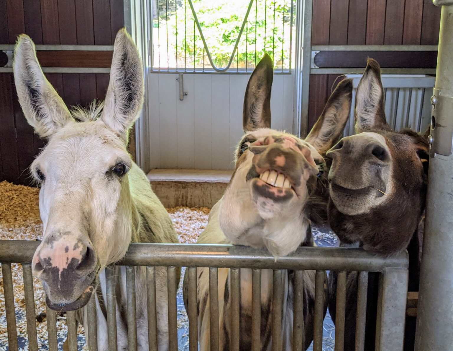 Trimming the Donkeys' Hooves - The Martha Stewart Blog