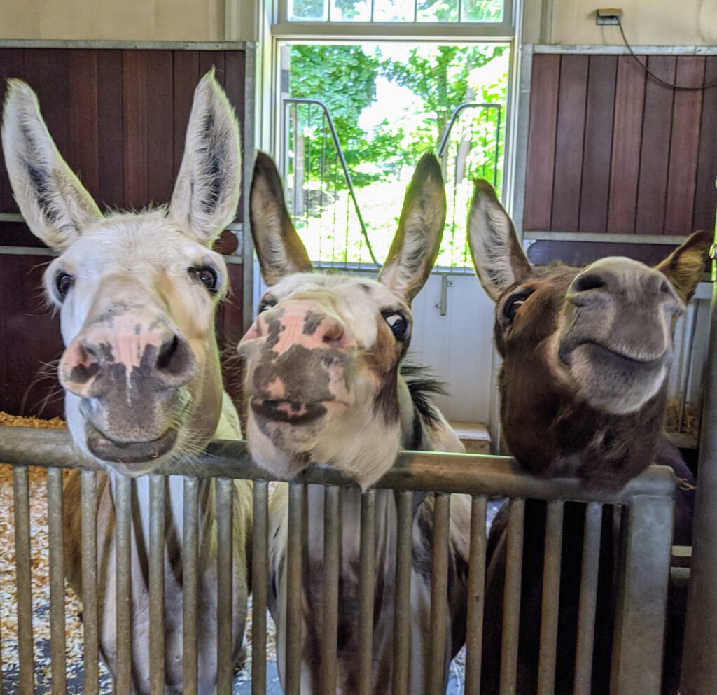 Trimming the Donkeys' Hooves - The Martha Stewart Blog