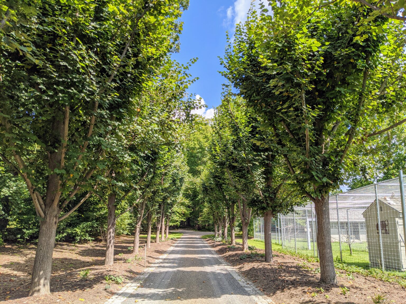 Lush Trees Around the Farm - The Martha Stewart Blog