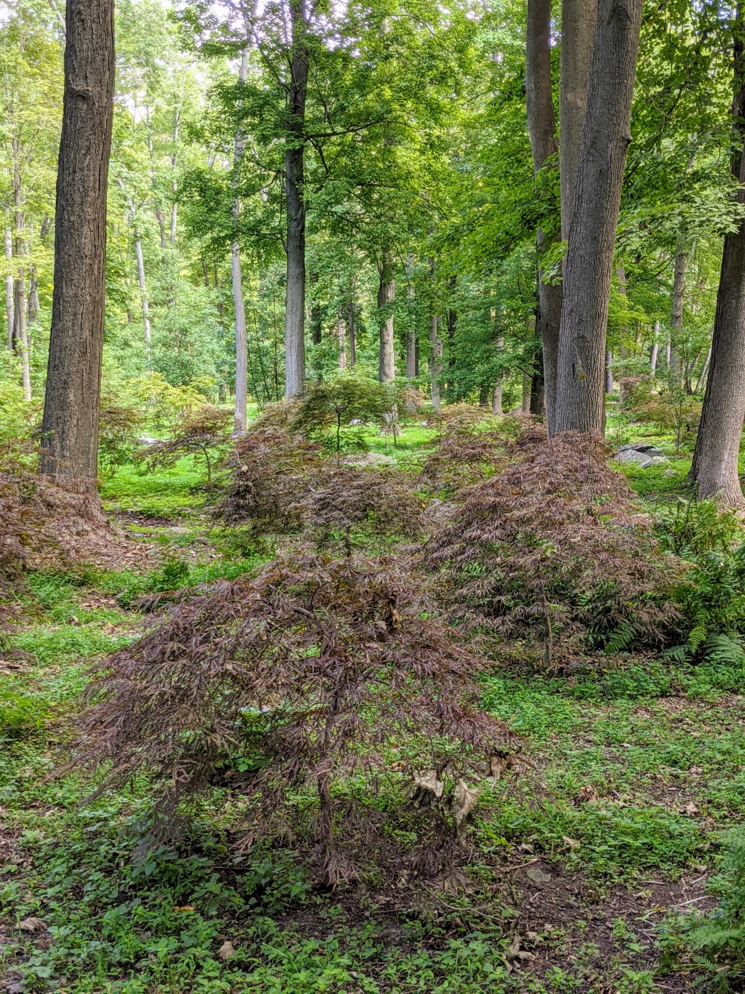 Lush Trees Around the Farm - The Martha Stewart Blog