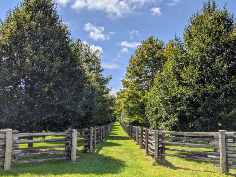 Lush Trees Around the Farm - The Martha Stewart Blog