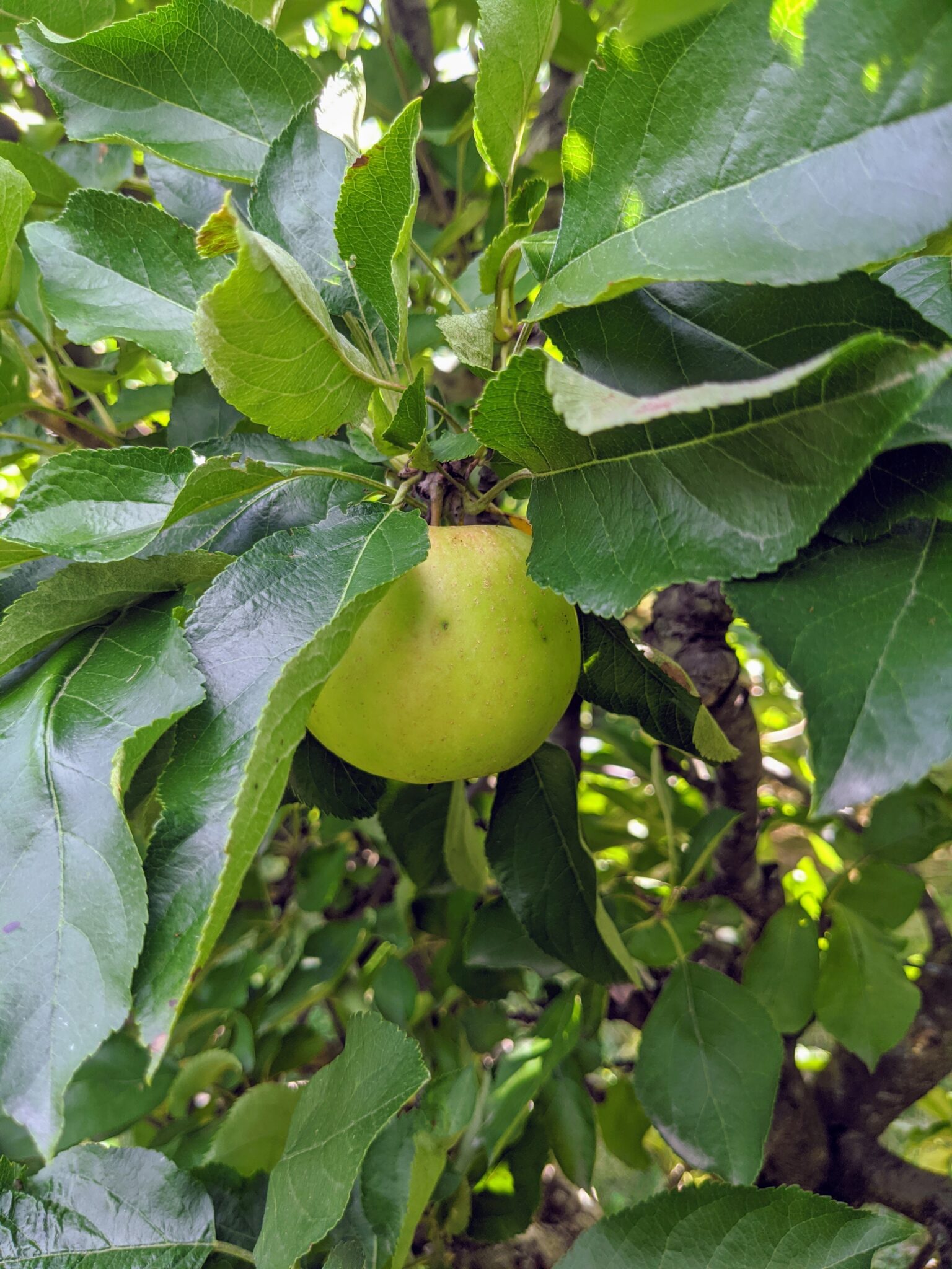 Lush Trees Around the Farm - The Martha Stewart Blog