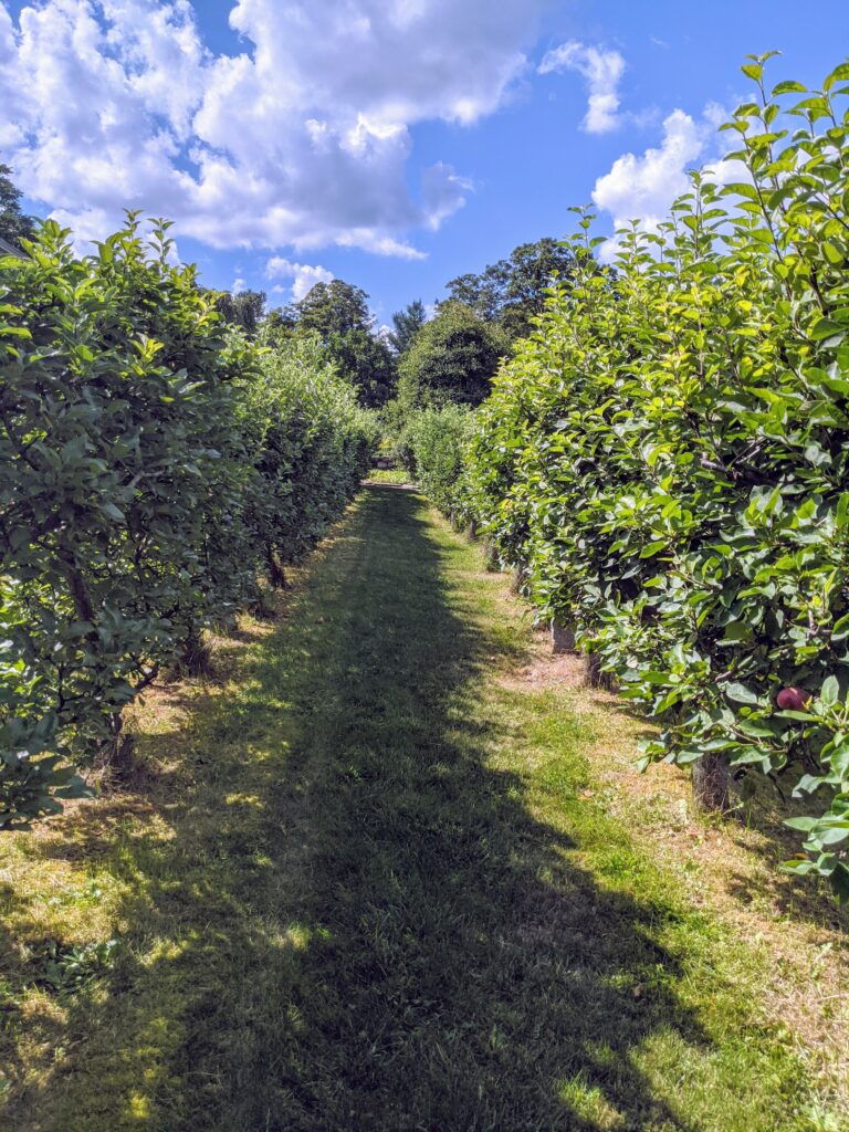 Lush Trees Around the Farm - The Martha Stewart Blog