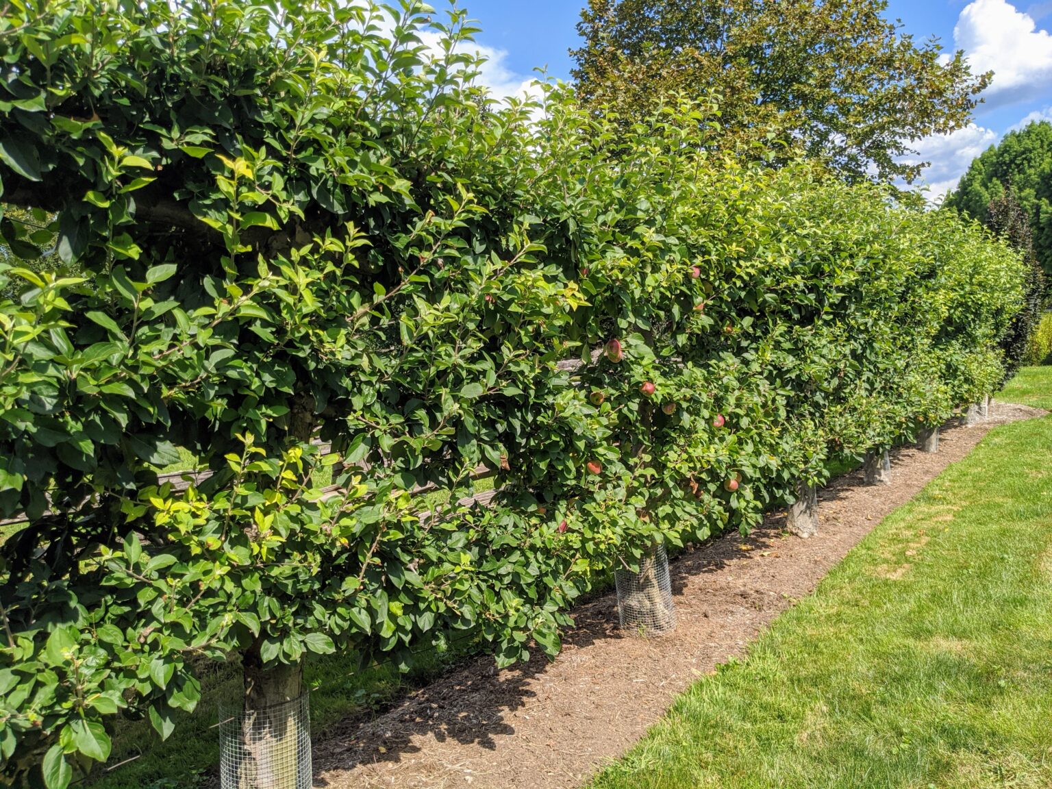 Lush Trees Around the Farm - The Martha Stewart Blog