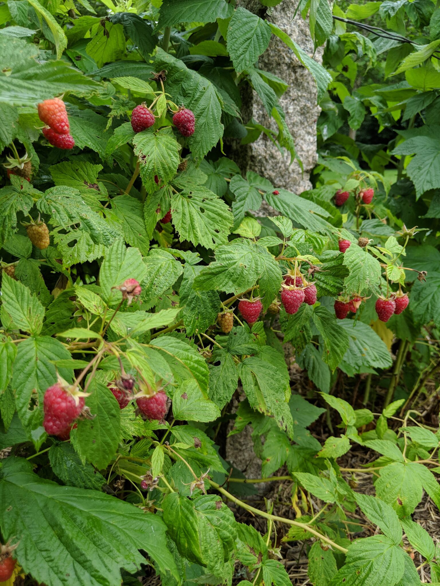 The Martha Stewart Blog : Blog Archive Caring for the Raspberry Bushes ...