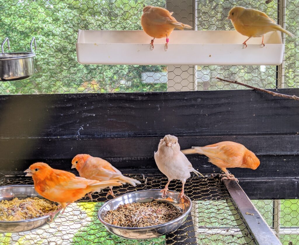 The Morning Routine for My Canaries - The Martha Stewart Blog