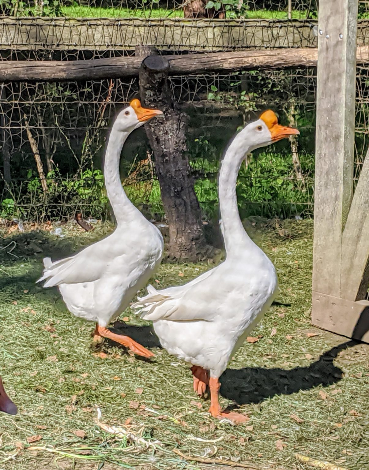My Growing Gaggle of Geese - The Martha Stewart Blog