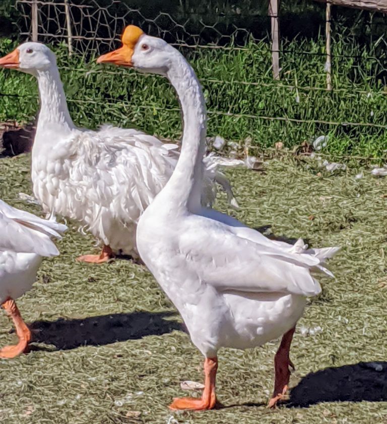 My Growing Gaggle of Geese - The Martha Stewart Blog