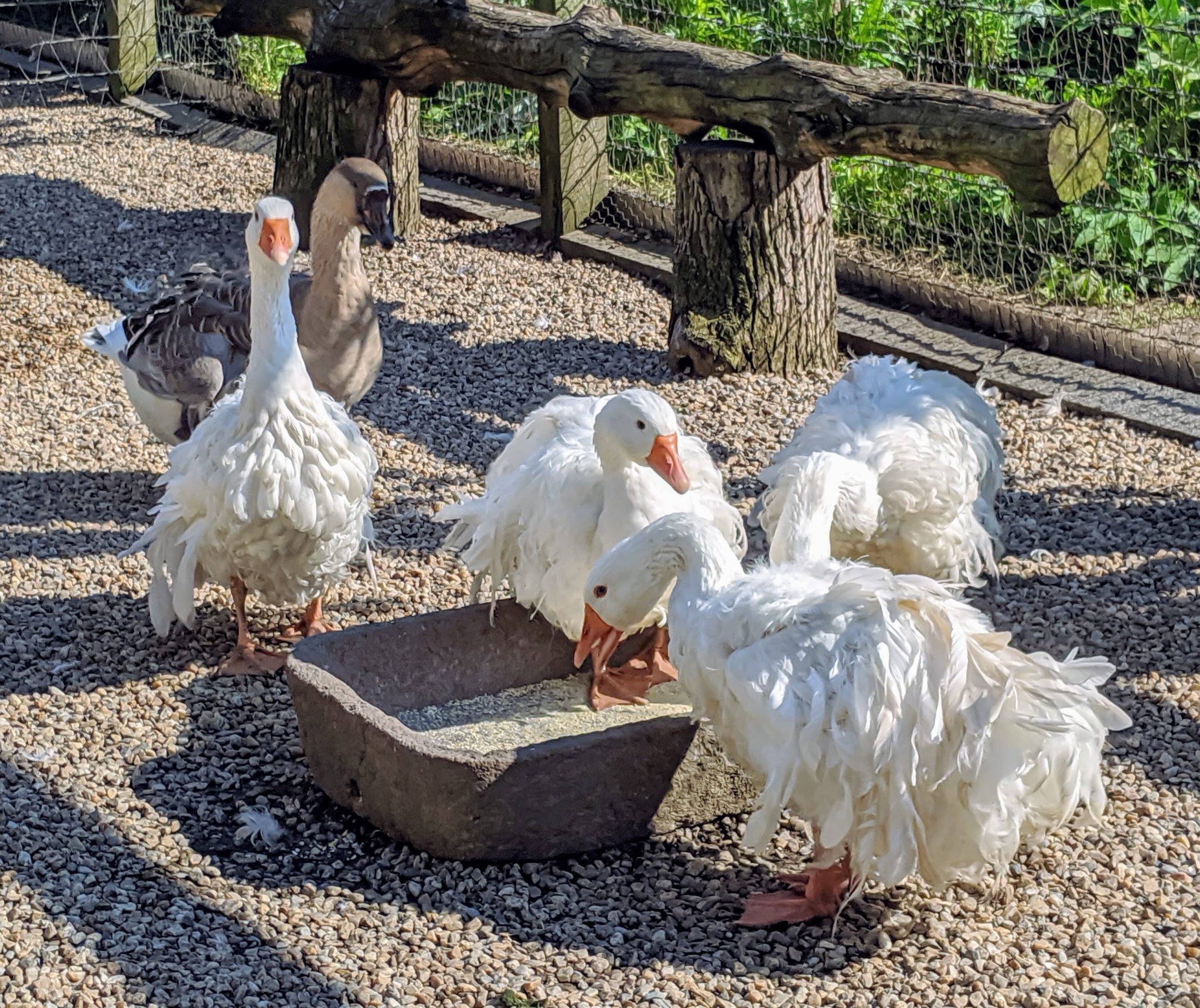 My Growing Gaggle of Geese - The Martha Stewart Blog