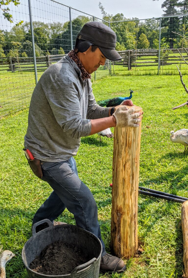 More Shade and a New Perch for My Peafowl - The Martha Stewart Blog