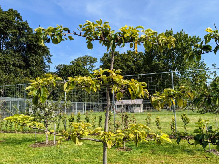Planting an Espalier of Asian Pear Trees - The Martha Stewart Blog