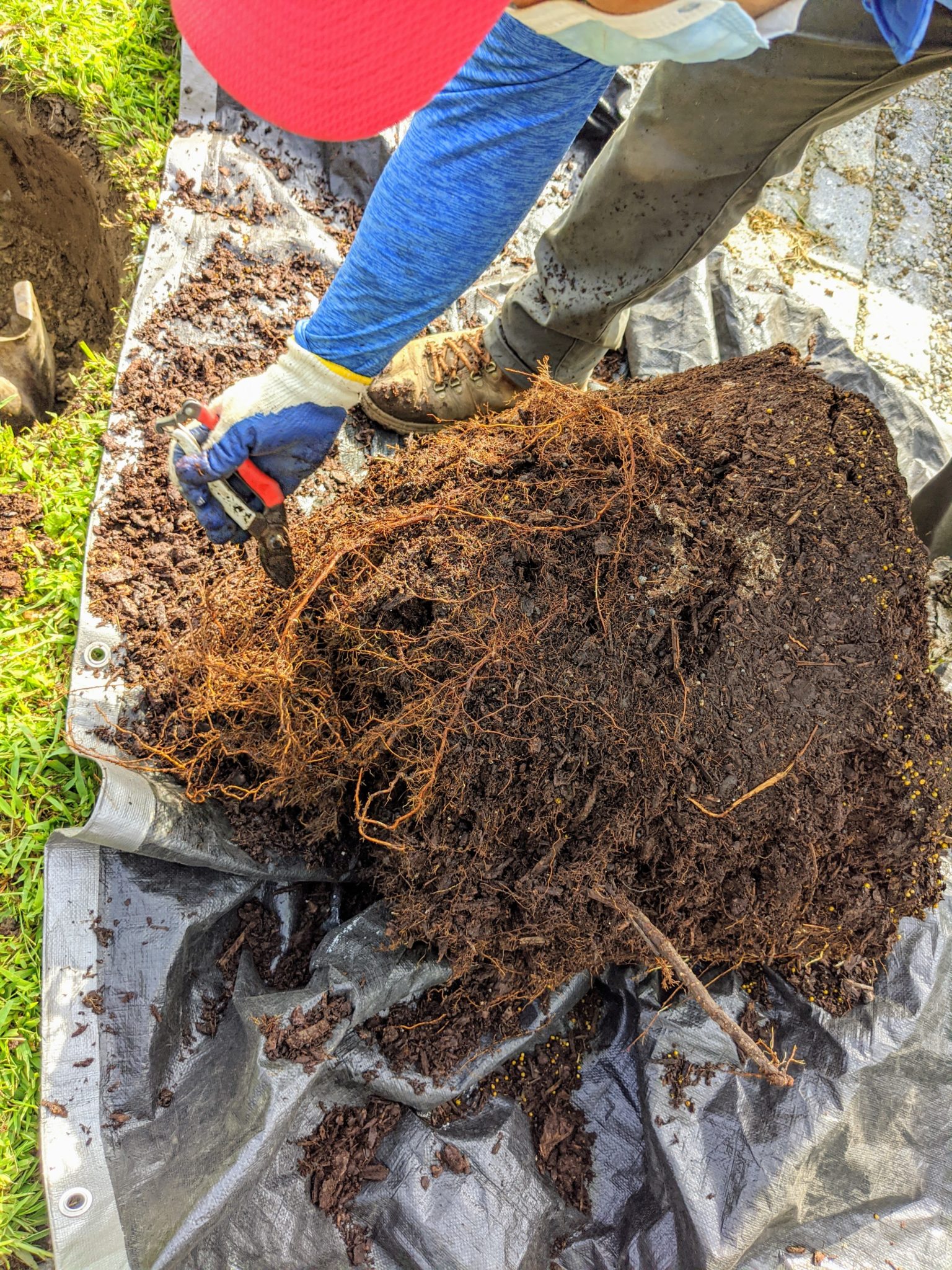 Planting an Espalier of Asian Pear Trees - The Martha Stewart Blog