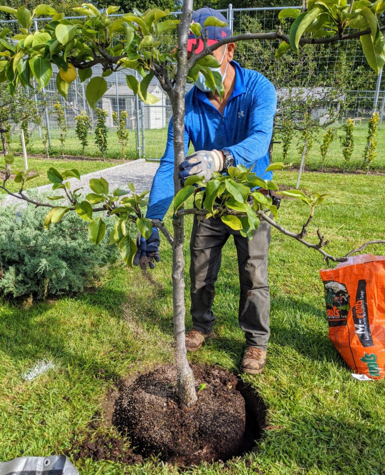 Planting an Espalier of Asian Pear Trees - The Martha Stewart Blog