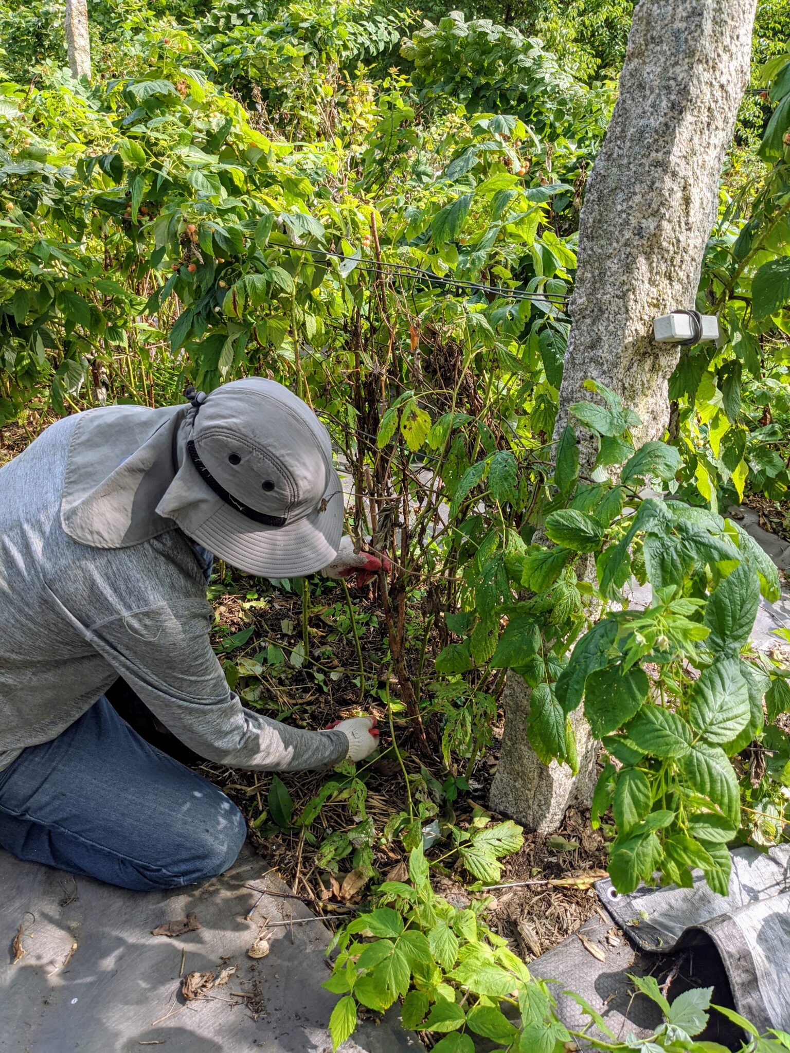 Caring for the Raspberry Bushes - The Martha Stewart Blog