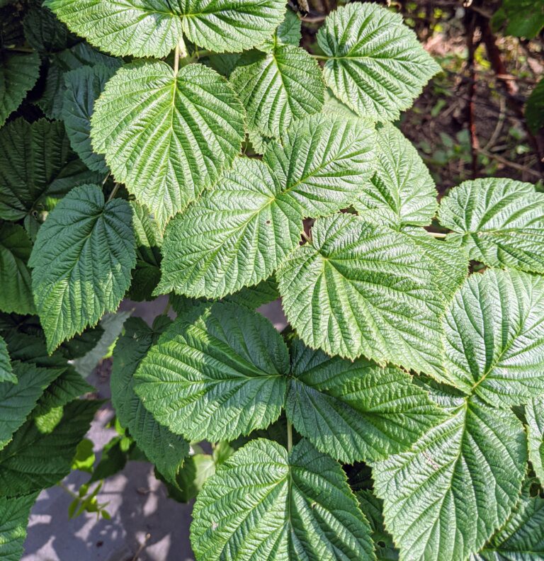 Caring for the Raspberry Bushes - The Martha Stewart Blog