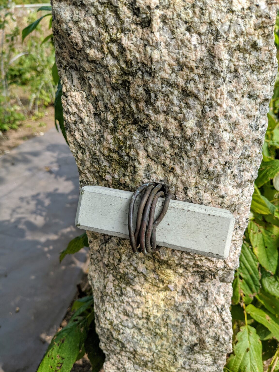 Caring for the Raspberry Bushes - The Martha Stewart Blog