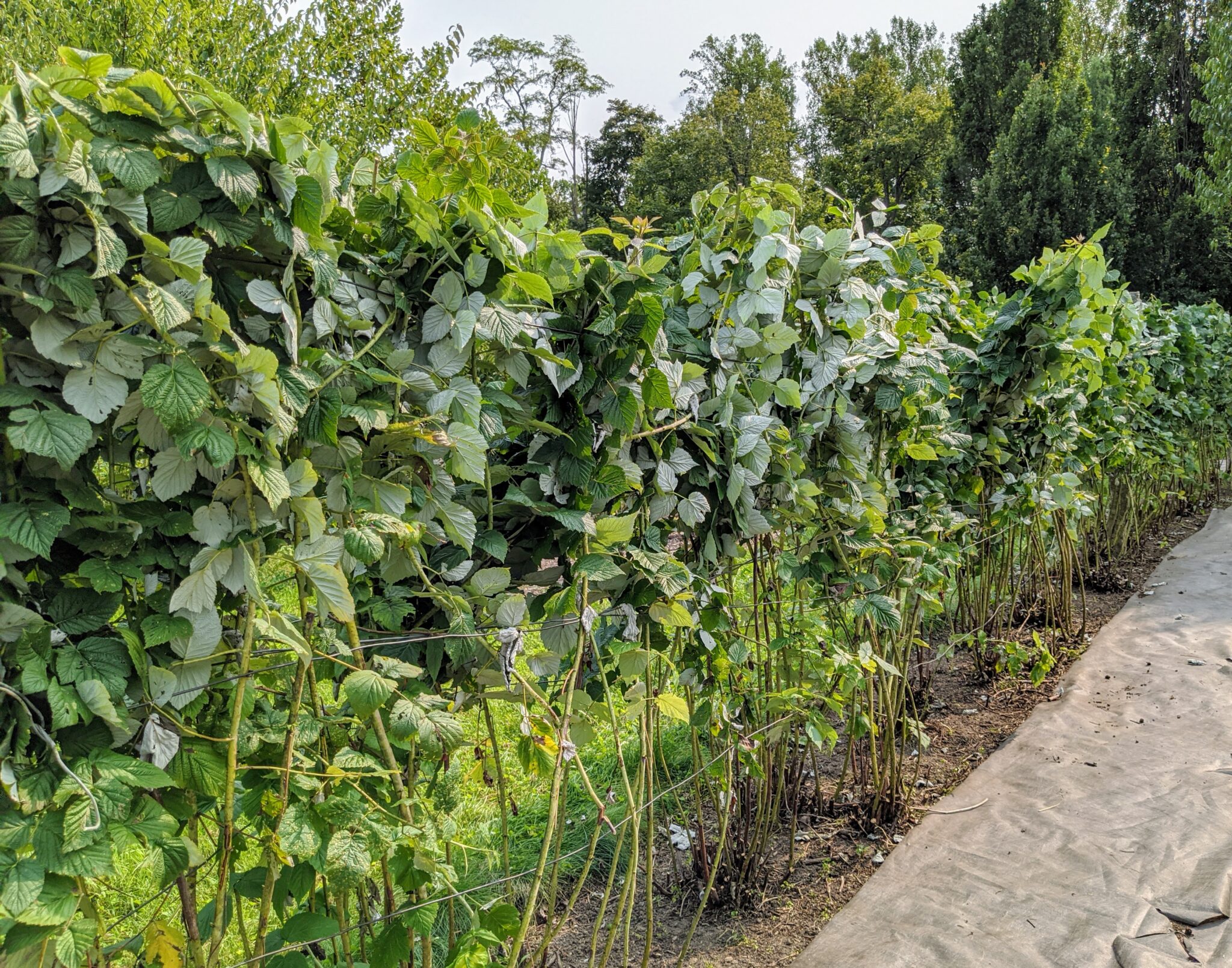 Caring for the Raspberry Bushes - The Martha Stewart Blog