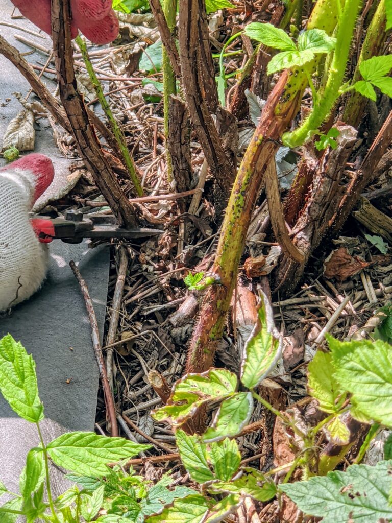 Caring for the Raspberry Bushes - The Martha Stewart Blog