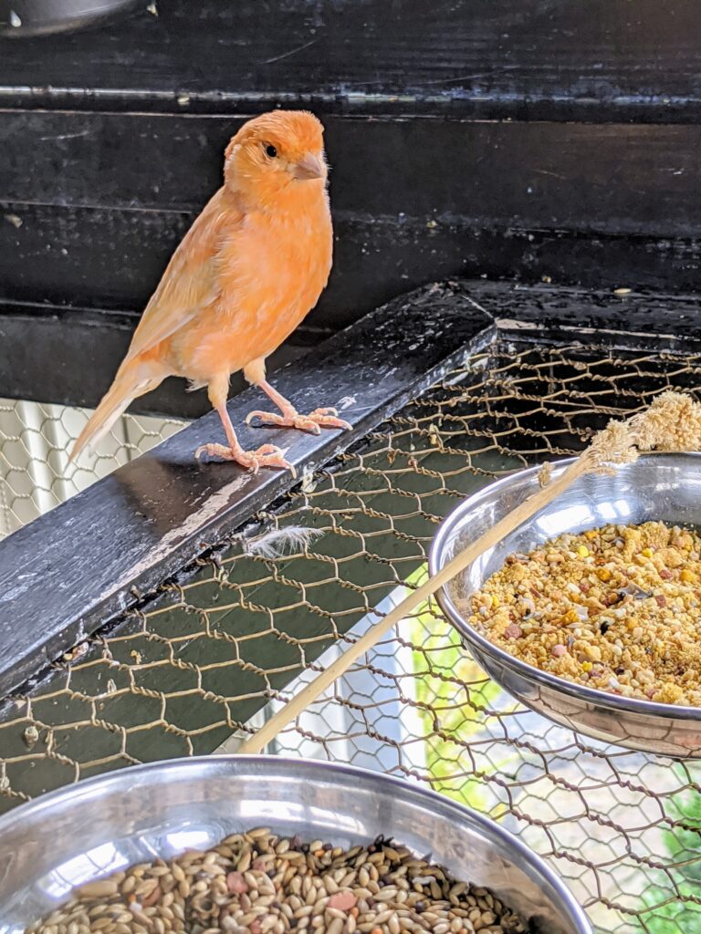 The Morning Routine for My Canaries - The Martha Stewart Blog